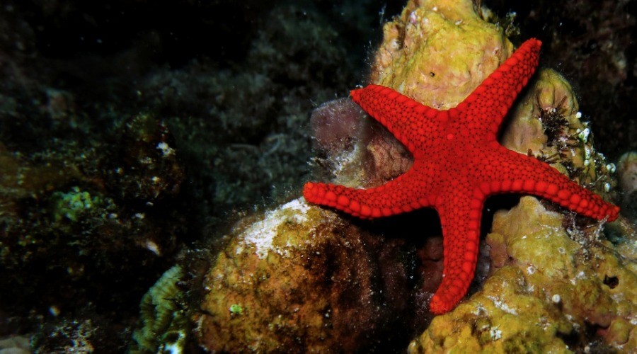 Starfish: The Stars Of The Sea | Nature inFocus