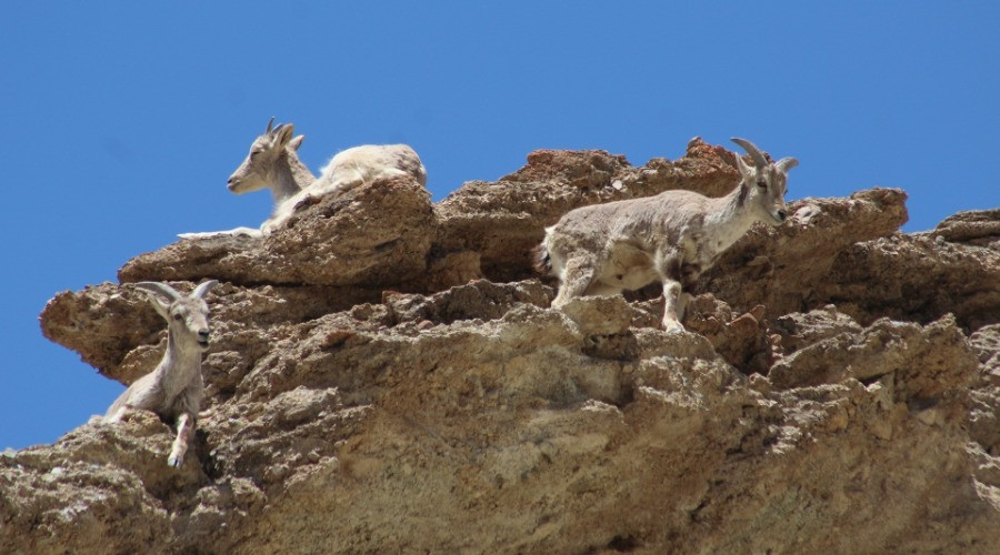 Are Blue Sheep (Bharal) Really Blue? | Nature inFocus
