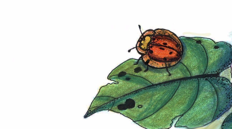 Tortoise Beetles | Nature inFocus
