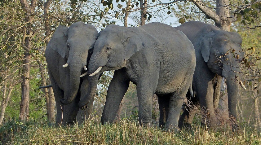 Living In The Land Of Giants | Nature inFocus