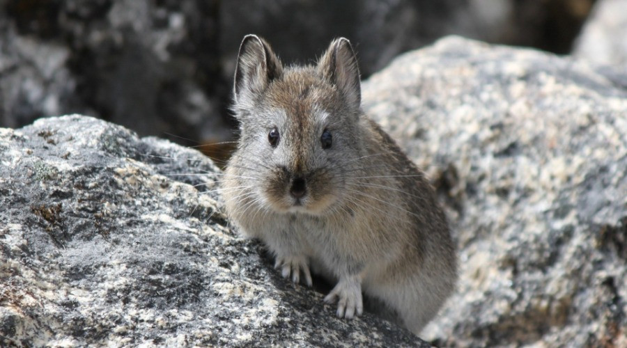 PIKA-boo! | Nature inFocus