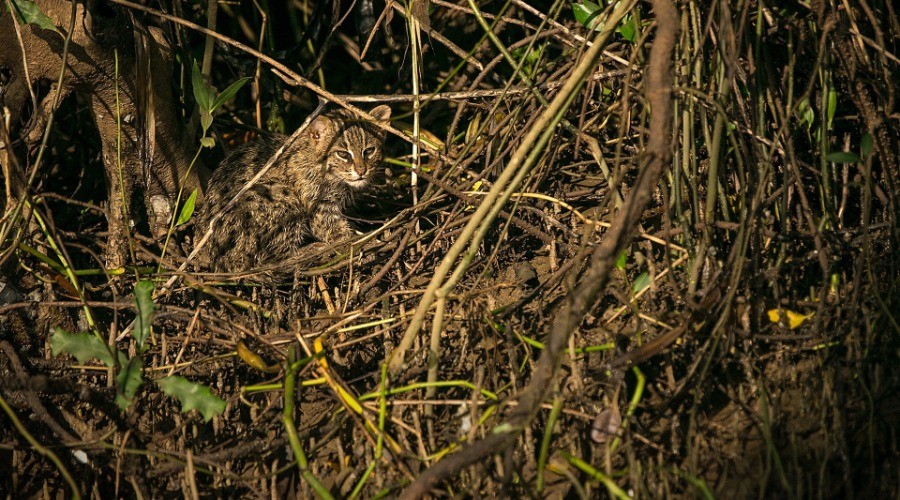 Coringa | Nature inFocus