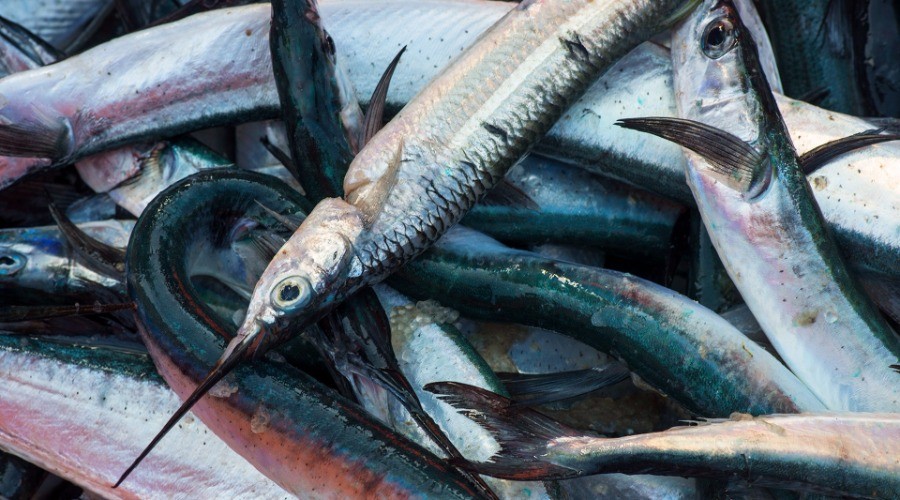 An overview of the Palk Bay’s Mural | Nature inFocus