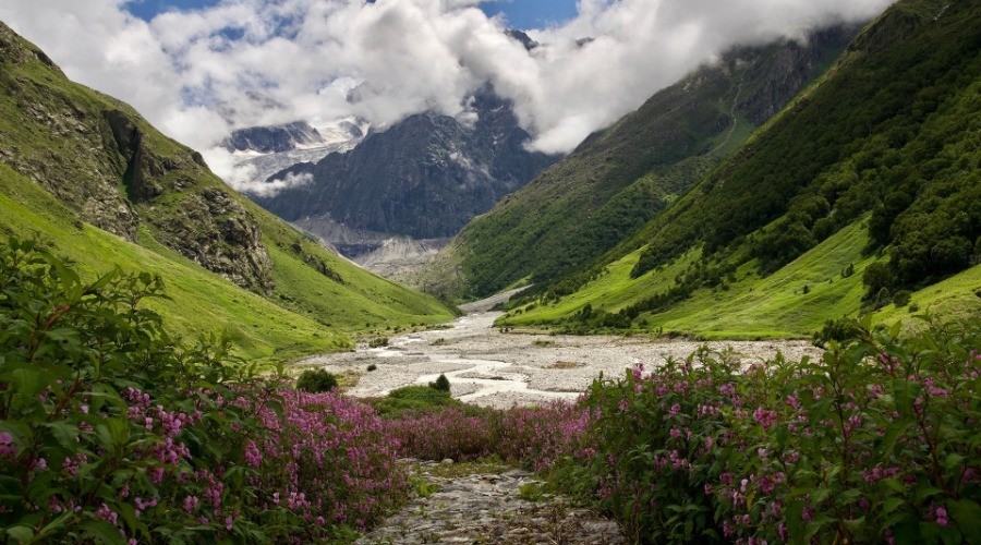 The Valley Of Flowers | Nature inFocus