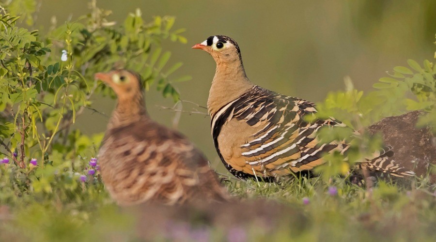 Birds Of Grasslands | Nature inFocus