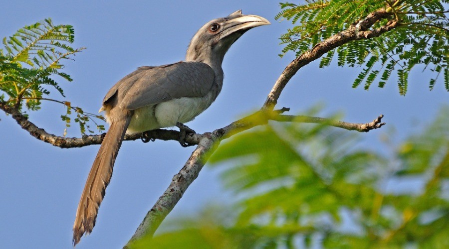 Peeping Inside A Hornbill Home | Nature inFocus