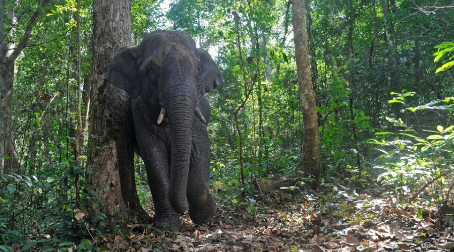 The Unequal Contribution Of Seed-Dispersing Animals | Nature inFocus