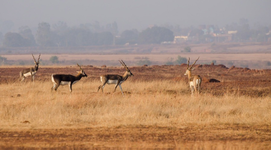 Bidar | Nature inFocus