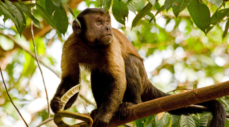 The Annual Frugivoral Diet Plan | Nature inFocus