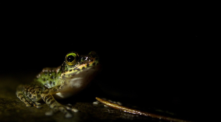 Monsoon Macro Diaries | Nature inFocus