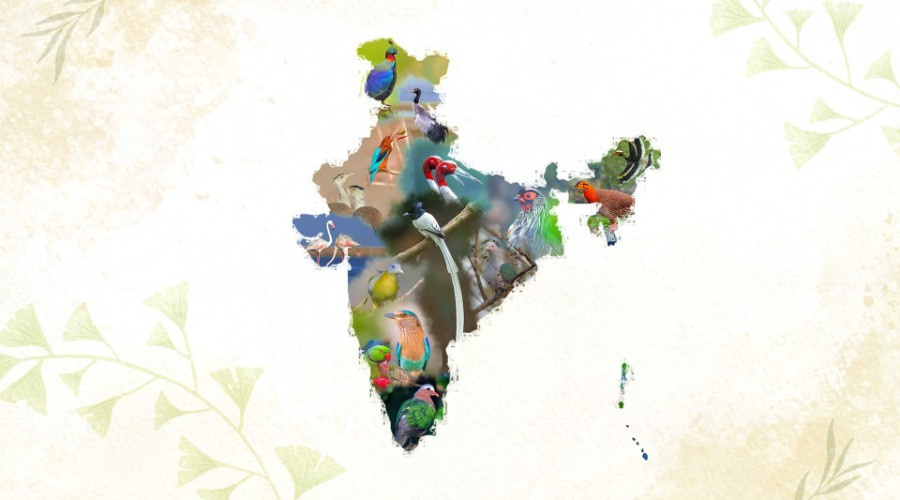 Meet The State Birds Of India | Nature inFocus