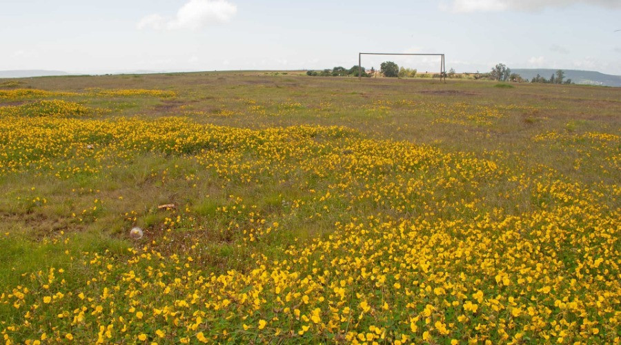 The Fight For The Panchgani Tableland | Nature inFocus
