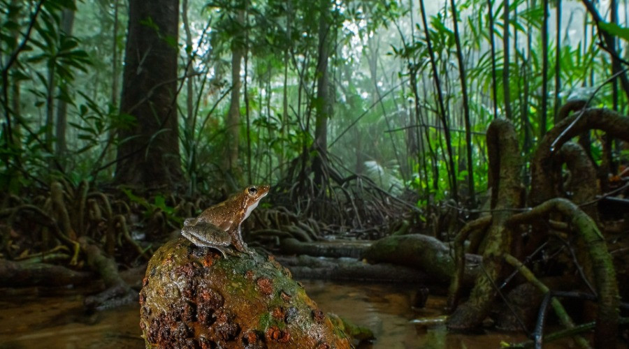 The Primitive Swamp Forests Of The Western Ghats | Nature inFocus