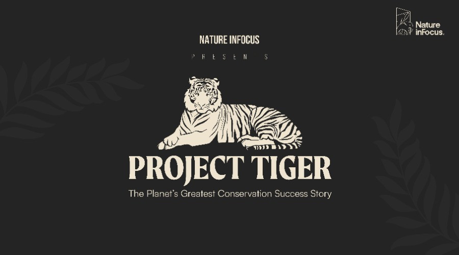 Project Tiger | Nature inFocus