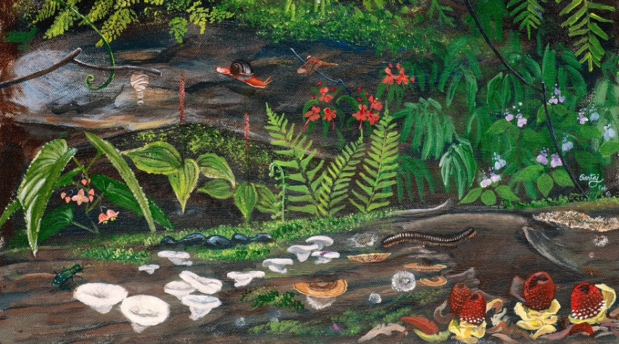 Around A Fallen Log | Nature inFocus