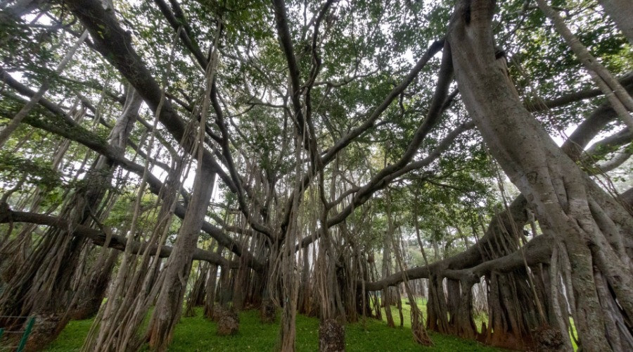 Three Trees, Three Stories | Nature inFocus