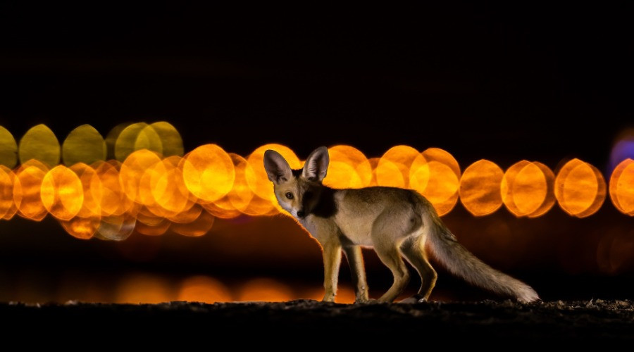 The Red Foxes Of Kuwait City | Nature inFocus
